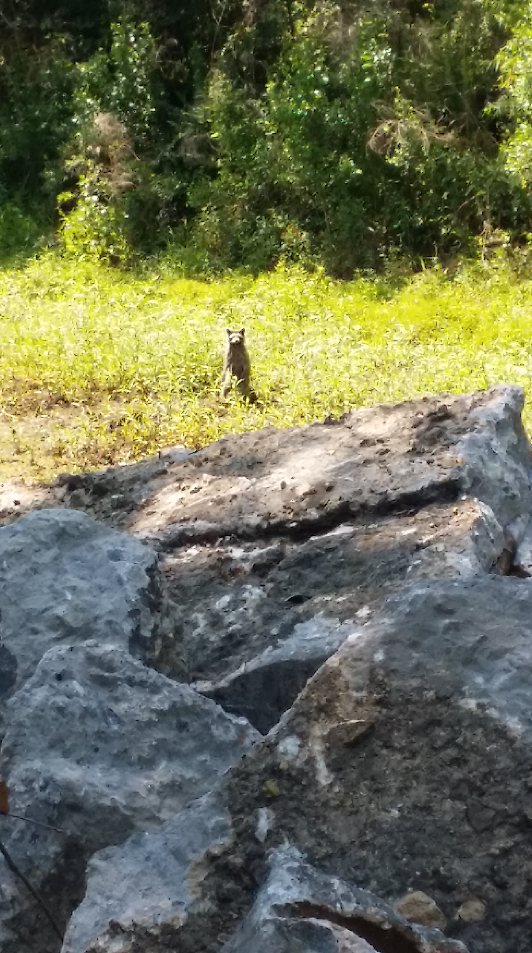 Rodney The Raccoon- Behind The Mask – My God, My Music, My Life